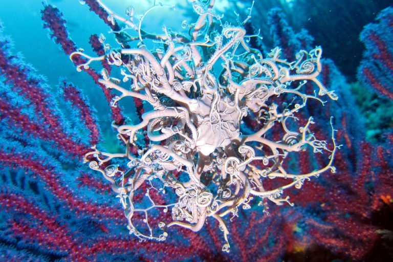 Best Scuba Diving Italy | Joe's Scuba Shack