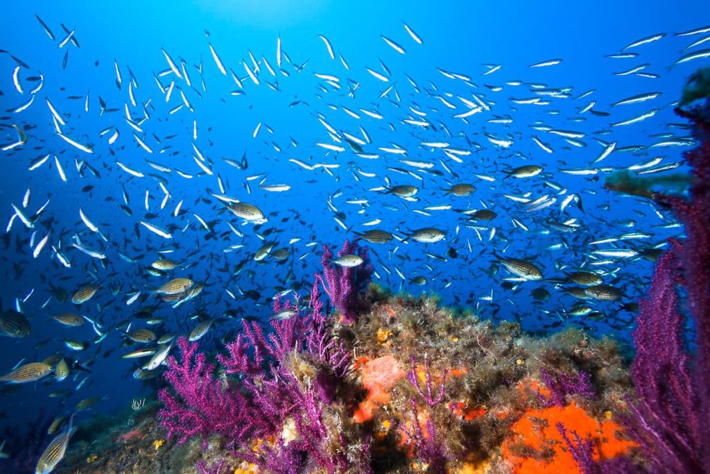 Scuba Diving Sardinia Italy | Joe's Scuba Shack