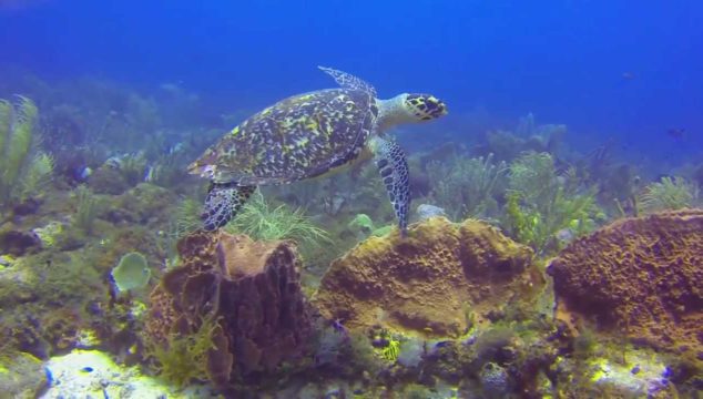 Hawksbill Turtle – Antigua and Barbuda | Joe's Scuba Shack