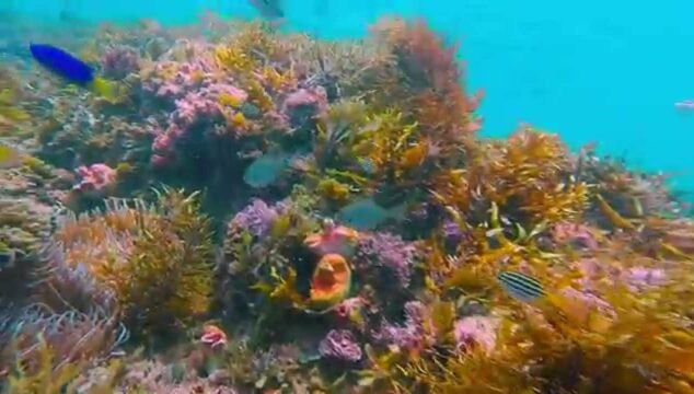 Kirra Reef – Gold Coast Australia | Joe's Scuba Shack