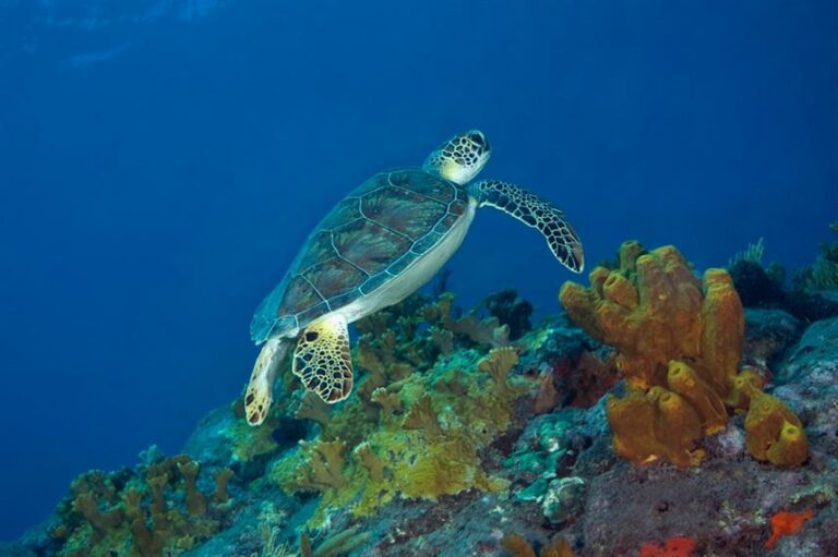 Scuba Diving in Saba | Joe's Scuba Shack